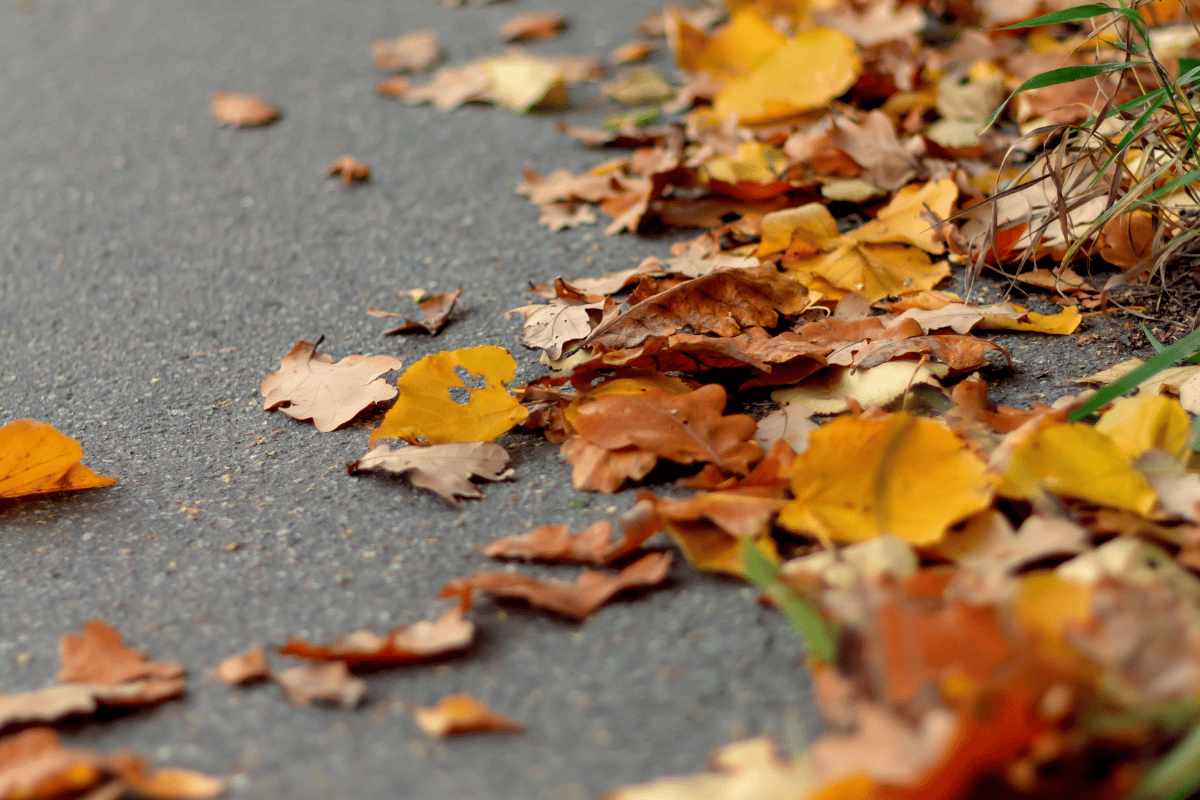 When Do Trees Lose Their Leaves? - Boyds Tree Service
