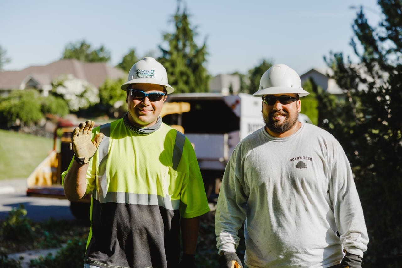 5 Reasons Why You Should Hire a Tree Removal Expert
